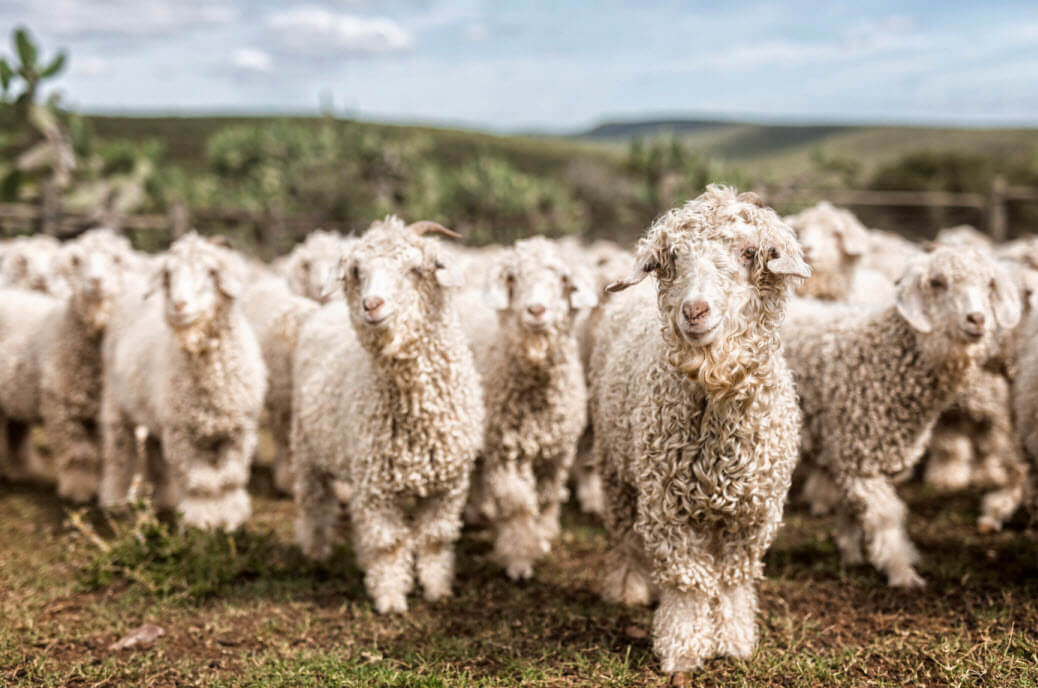 Broader microns suffer biggest losses at South African wool sale