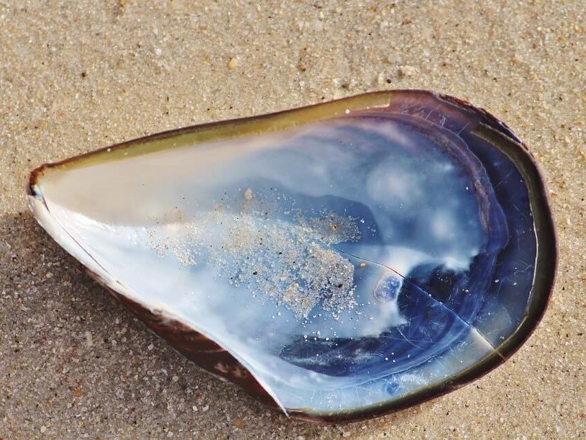 Why oyster shell textiles could be the next big trend