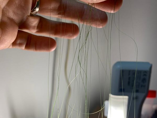 Avgol and Algaeing create biodegradable colourants for nonwovens