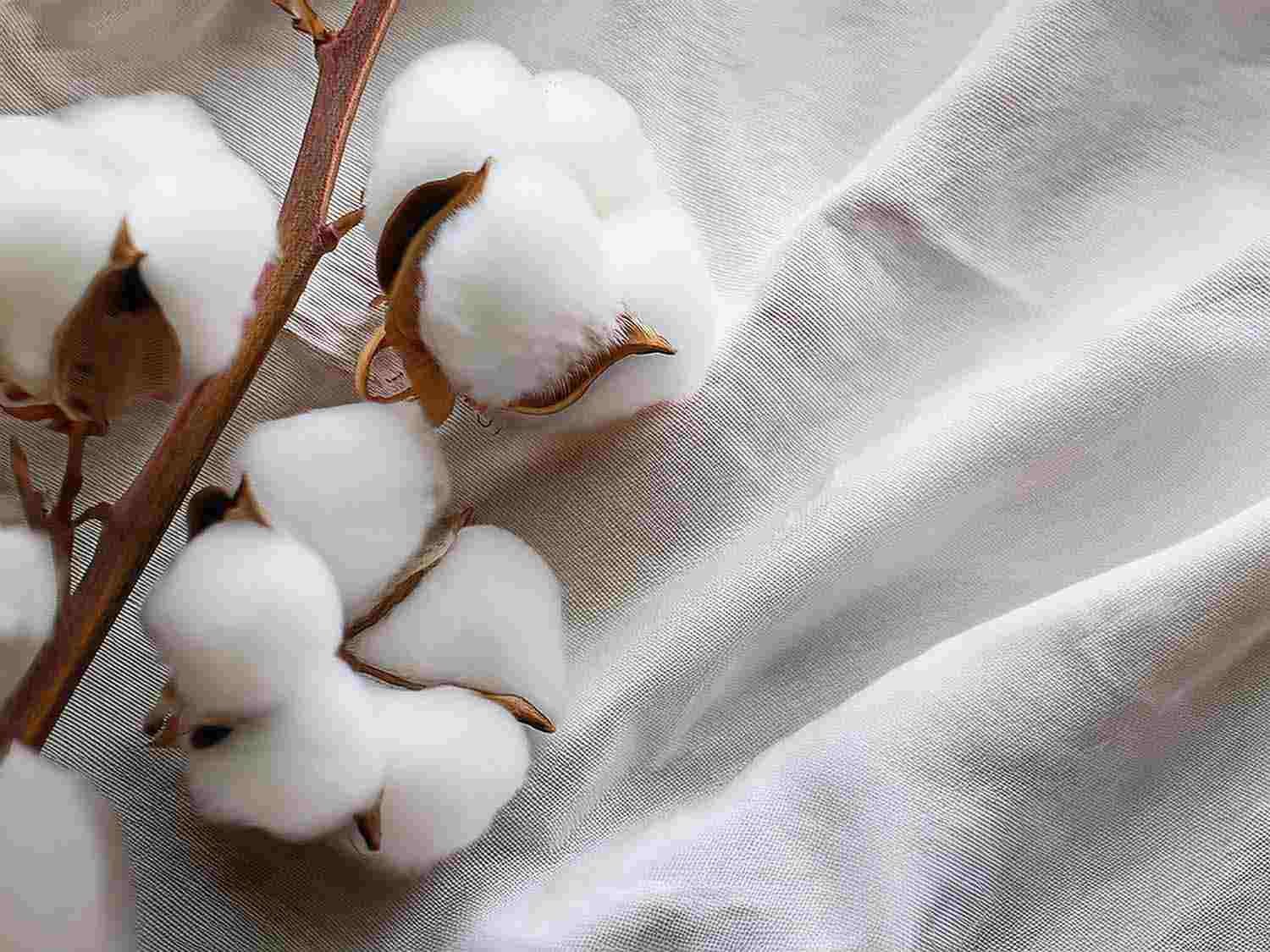 Targeting cotton-rich textile dyeing