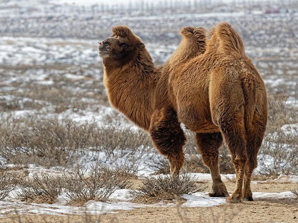 Camel hair sector aims to tap into natural demand
