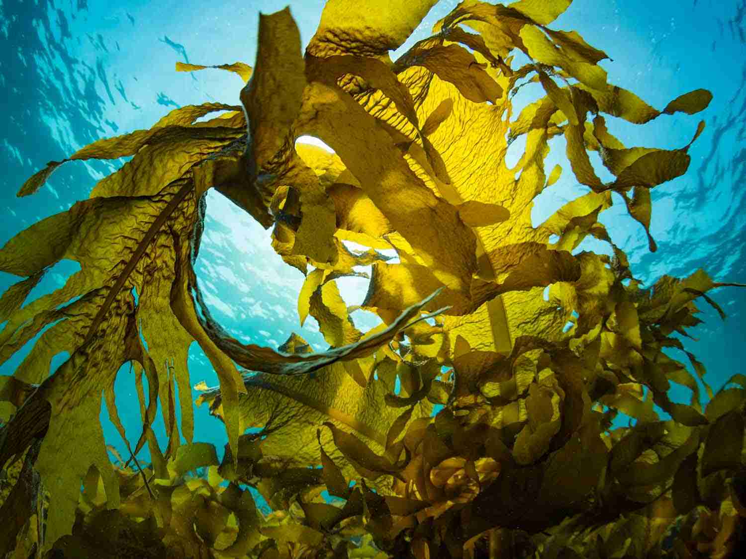Scottish startup advances seaweed-based dyes