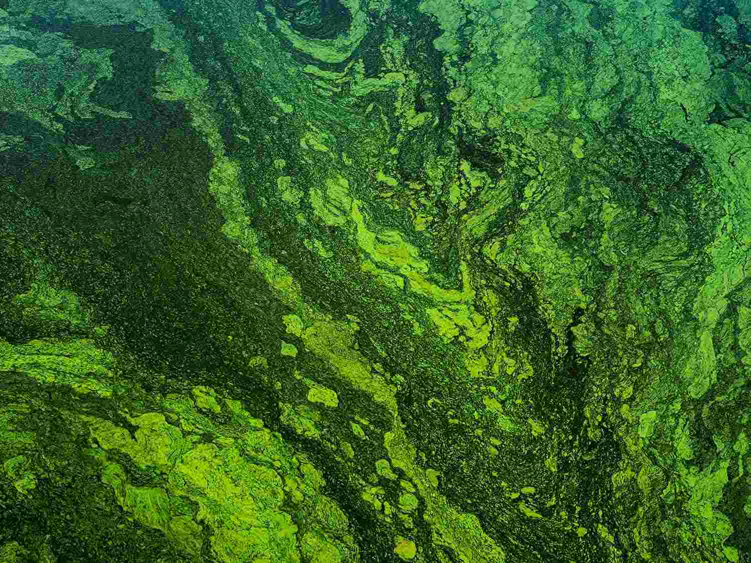 Blue-green algae could revolutionise textile dyes