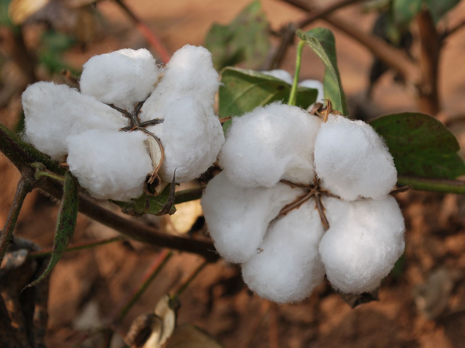 Report shows positive progress in Indian cotton